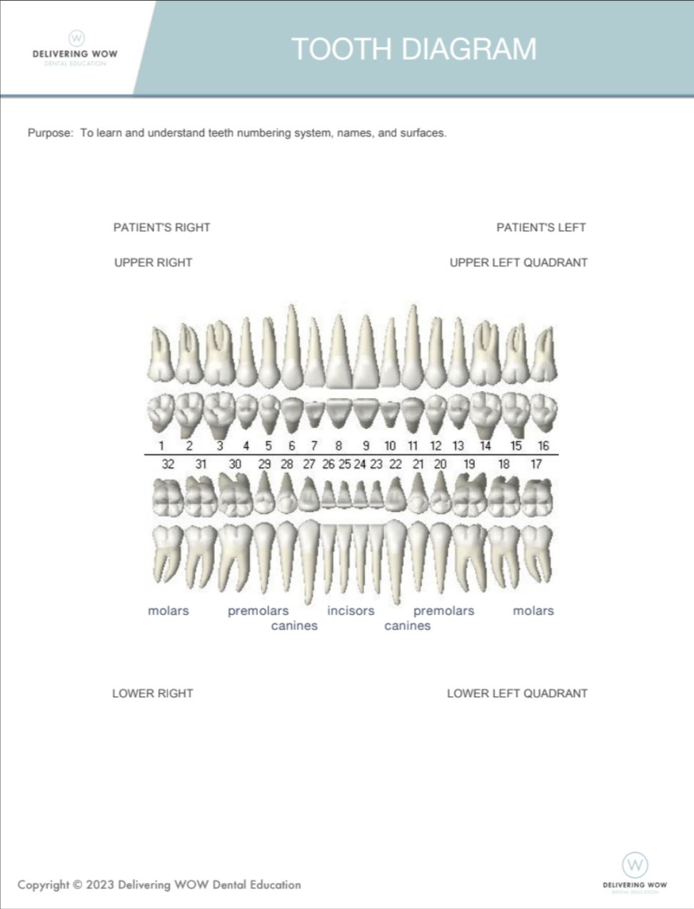 Tooth Diagram - DentalFlix